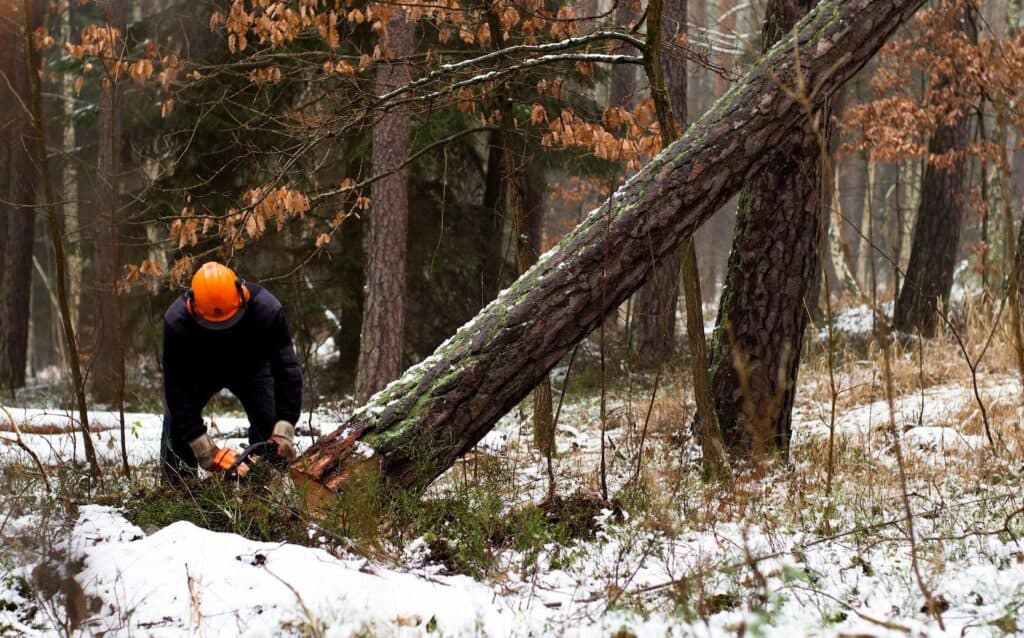 Lone working in the forestry sector | Safepoint Lone Worker Apps and ...